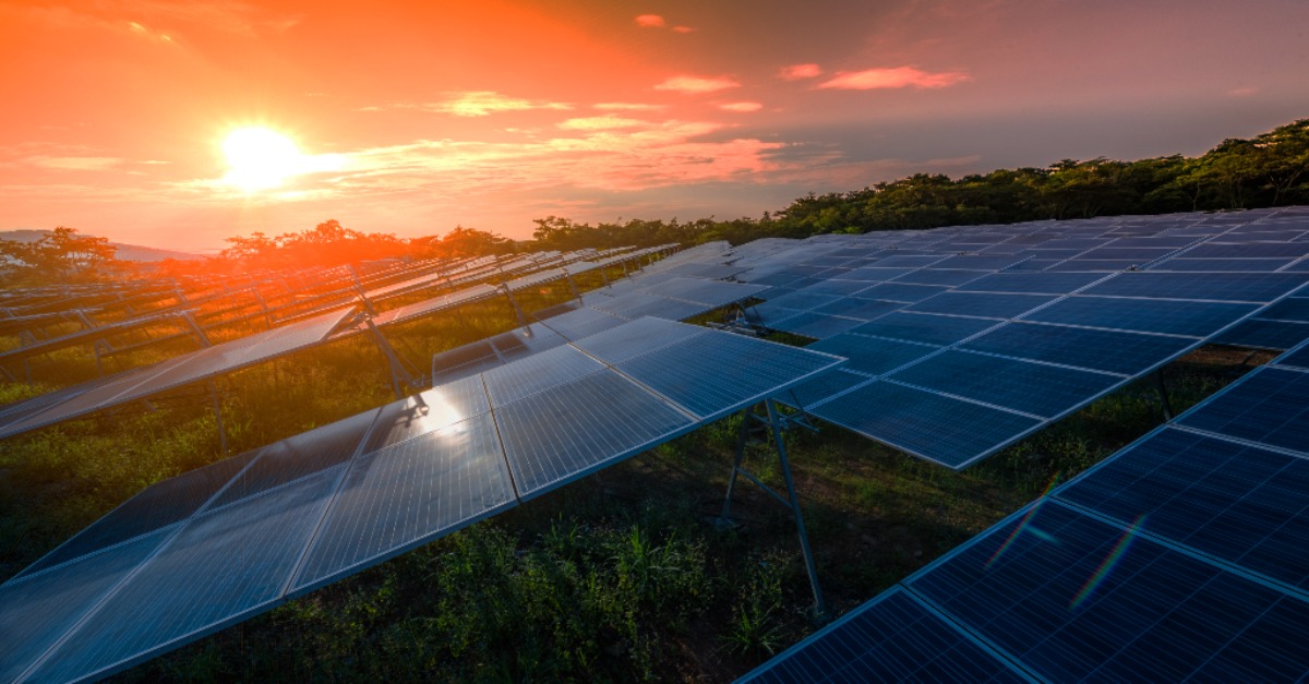 Renewable Energy: Fern's Approach | Octopus Investments